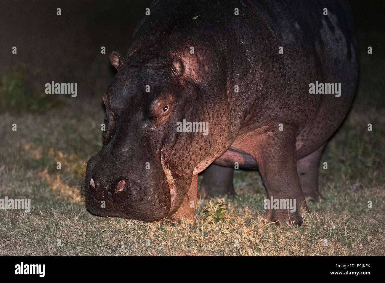 Hippopotamus (Hippopotamus amphibius) grazing, nocturnal foraging ...