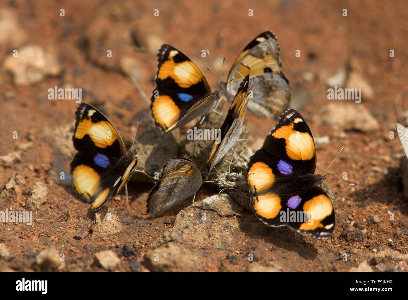Yellow pansy butterflies, Junonia hierta, on dung, Pilanesberg game ...