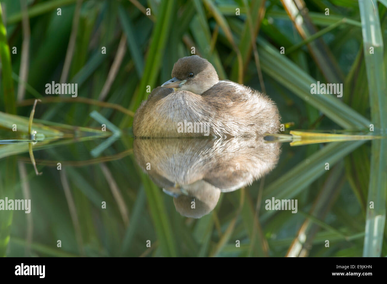 Little Grebe (Tachybaptus ruficollis), female Stock Photo - Alamy