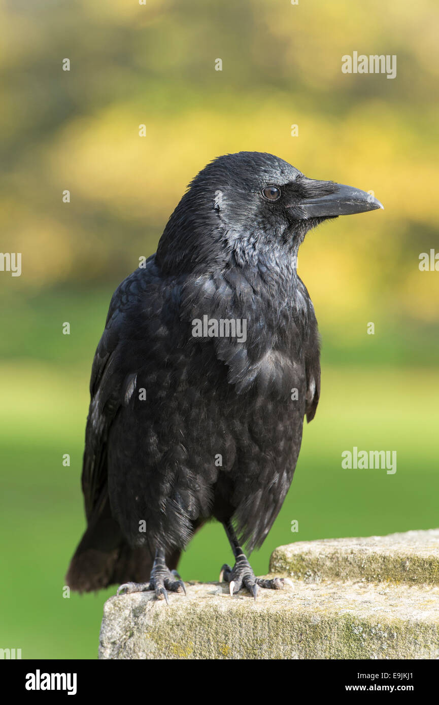 Carrion Crow (Corvus corone Stock Photo - Alamy
