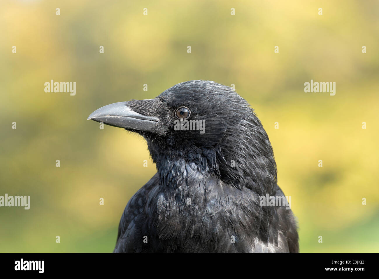 Carrion Crow (Corvus corone Stock Photo - Alamy