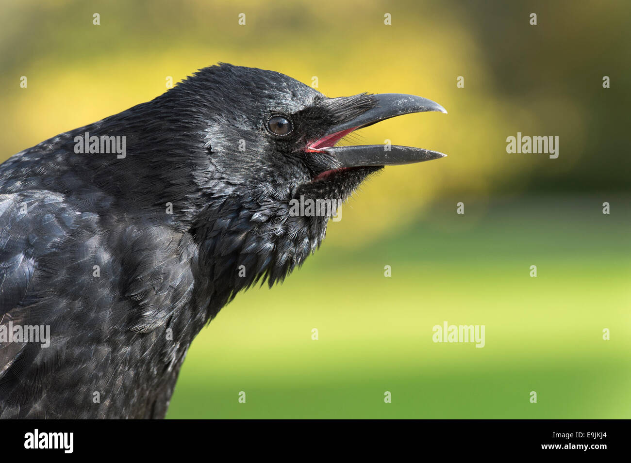 Carrion Crow (Corvus corone Stock Photo - Alamy