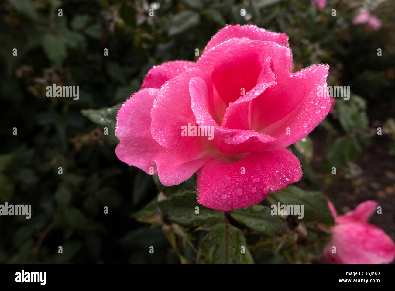 Open red rose hi-res stock photography and images - Alamy