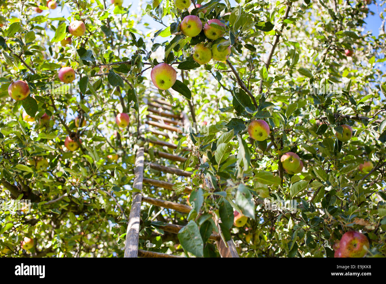 Ladder in an apple tree during apple harvest, Kaiser Wilhelm variety ...