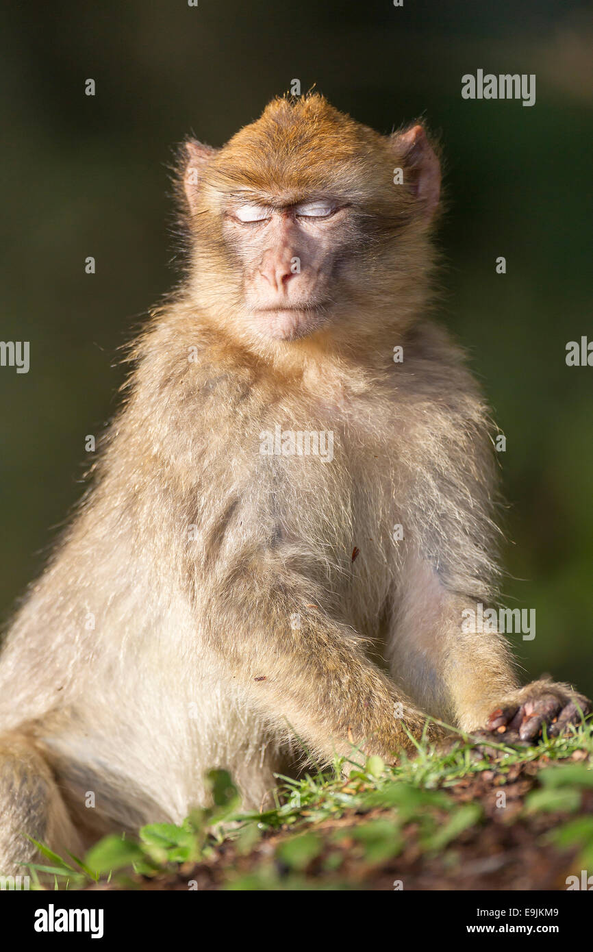 Barbary Macaque (Macaca sylvanus), adult, captive Stock Photo - Alamy