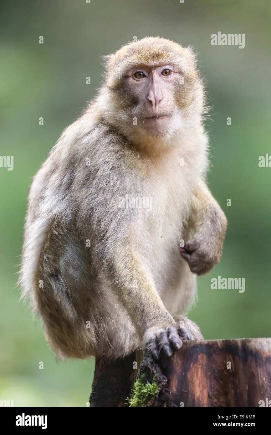 Barbary Macaque (Macaca sylvanus), adult, captive Stock Photo - Alamy