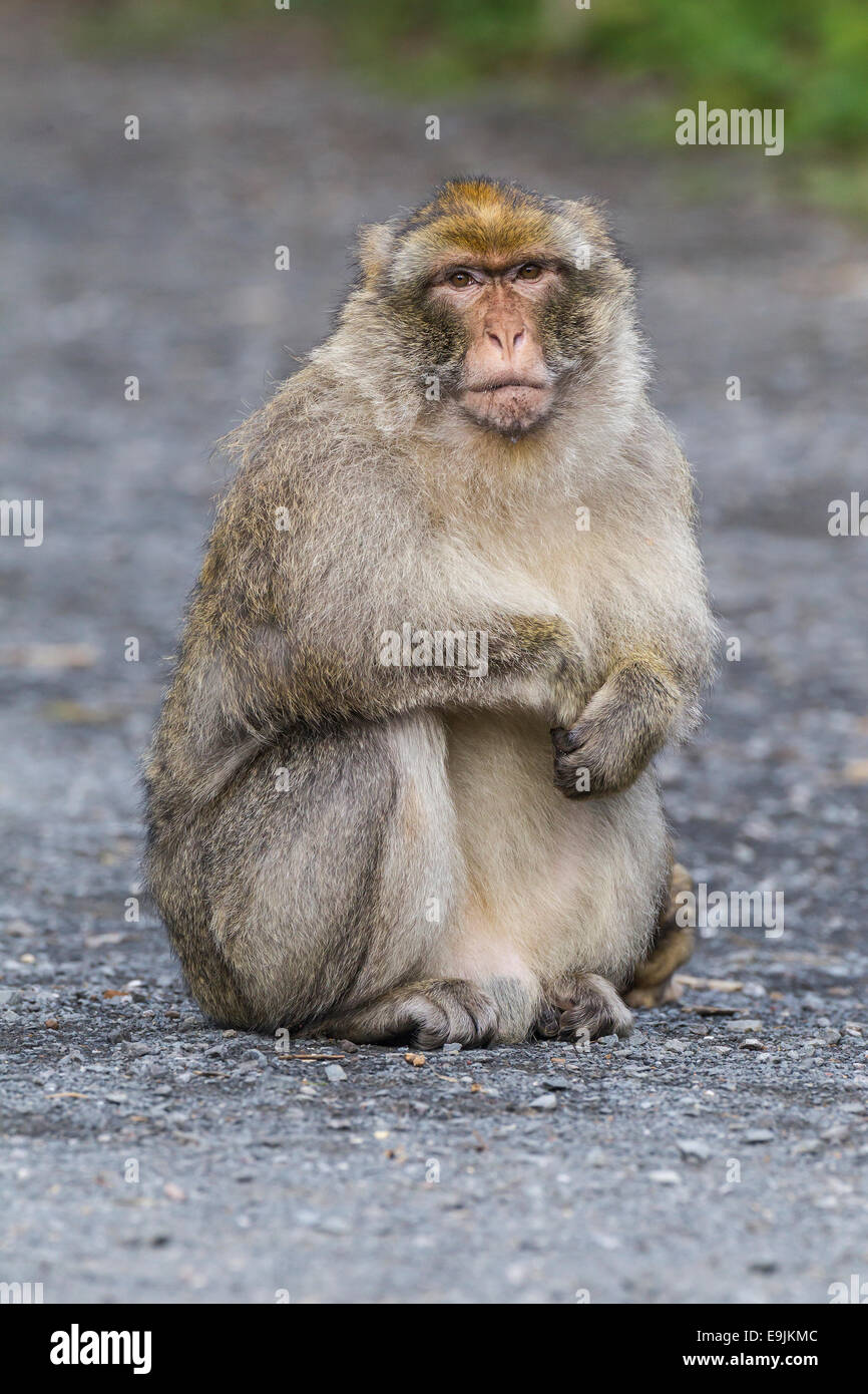 Barbary Macaque (Macaca sylvanus), adult, captive Stock Photo - Alamy