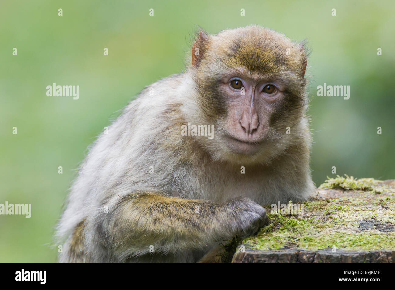Barbary Macaque (Macaca sylvanus), adult, captive Stock Photo - Alamy