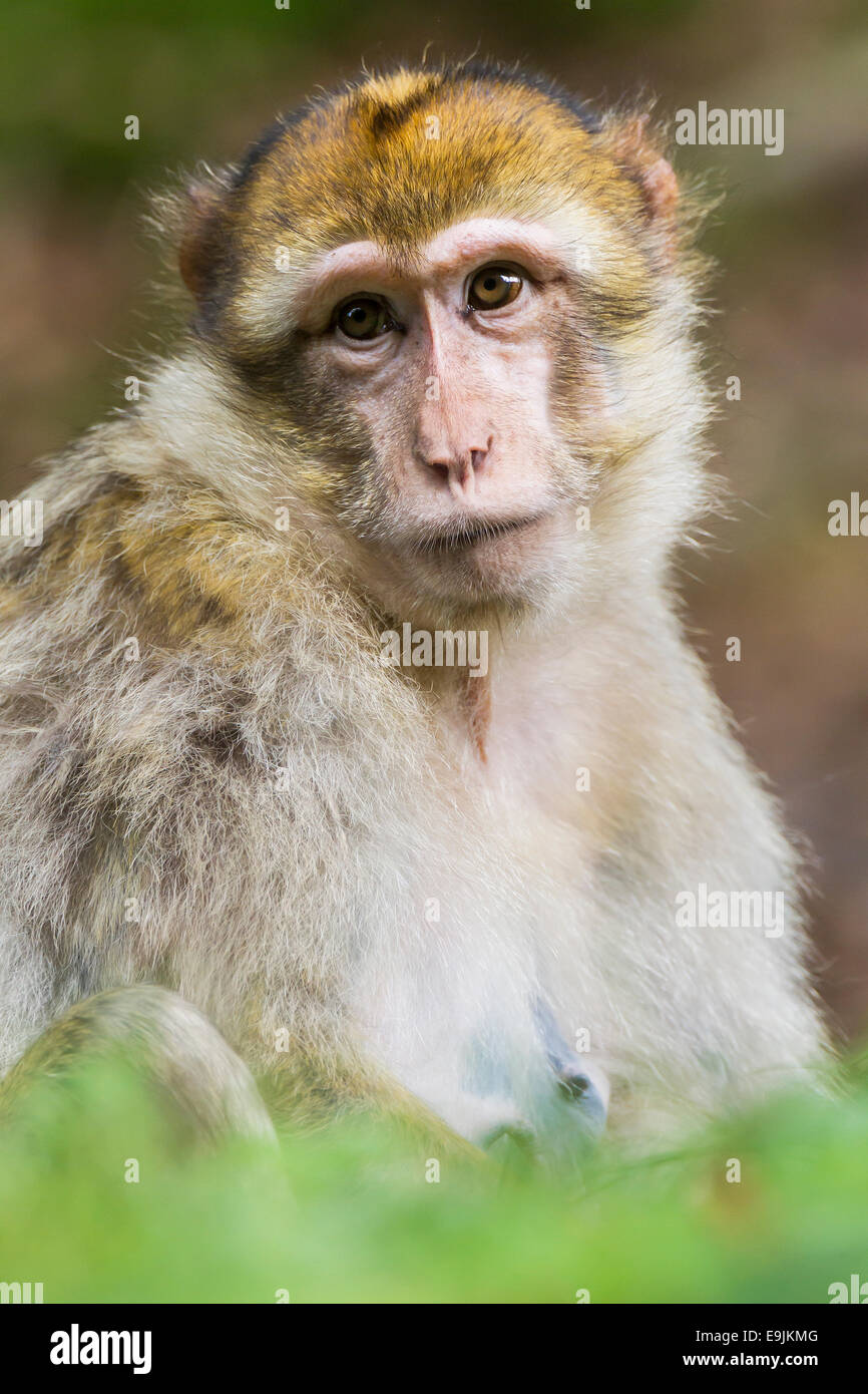 Barbary Macaque (Macaca sylvanus), adult, captive Stock Photo - Alamy