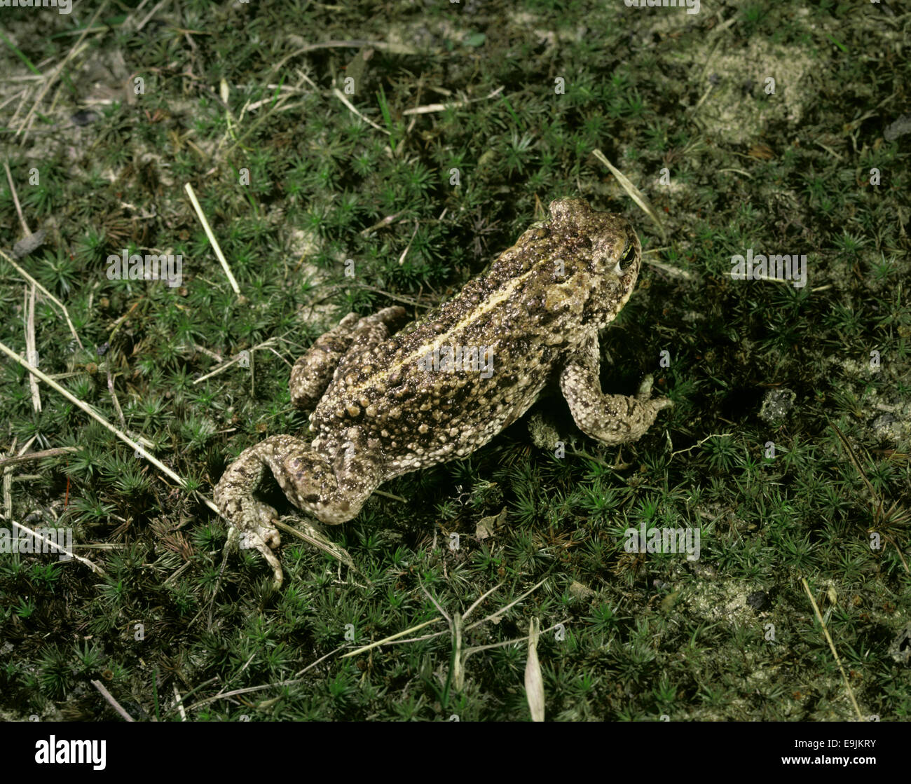Natterjack Toad - Epidalea calamita Stock Photo - Alamy