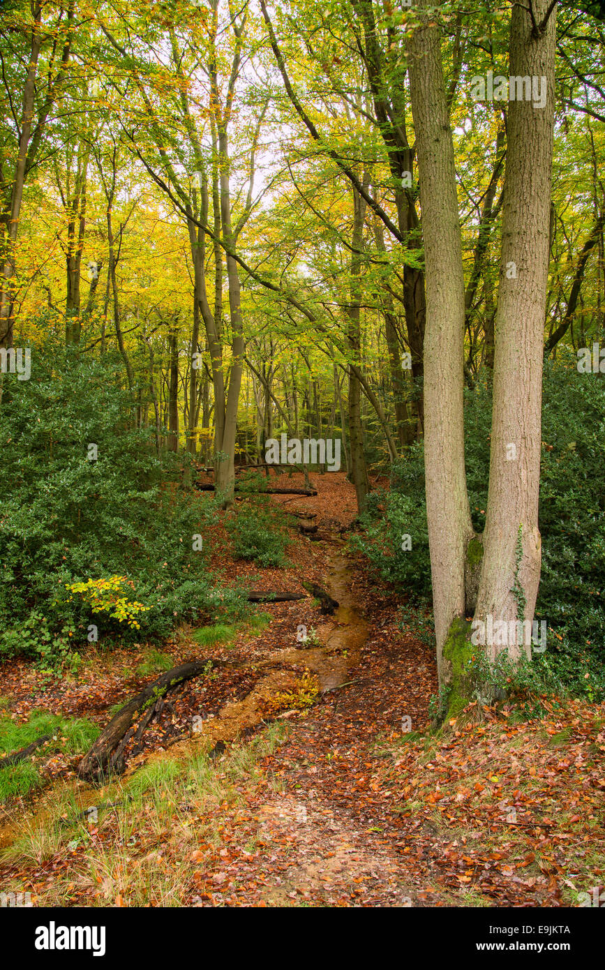 Colors in forest hi-res stock photography and images - Alamy