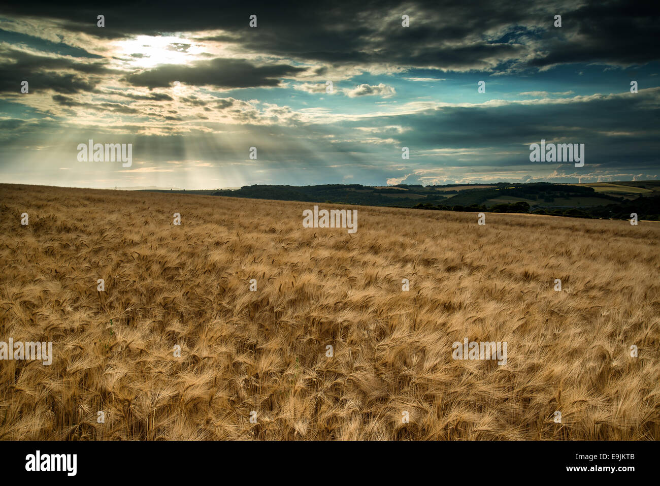 Stunning countryside landscape wheat field in Summer sunset Stock Photo ...