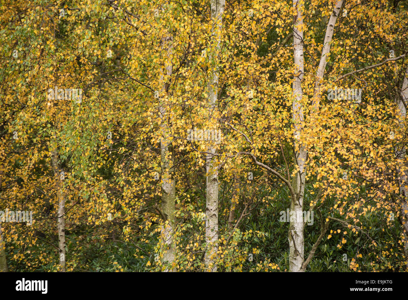 Stunning Autumn color trees in forest Stock Photo - Alamy