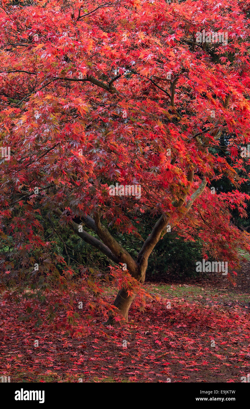 Beautiful Japanese maple acer tree in full Autumn color Stock Photo - Alamy
