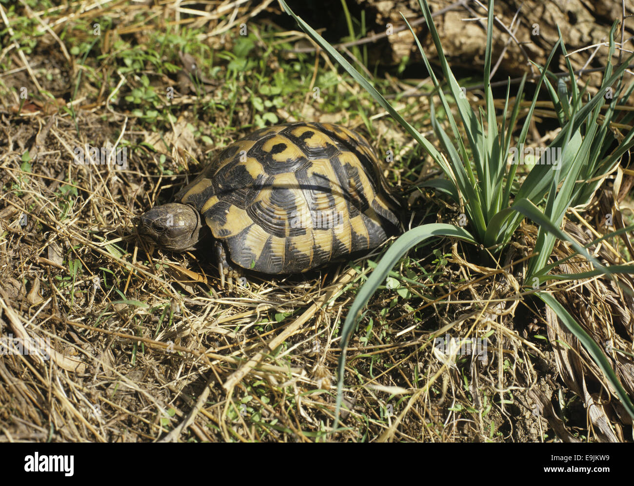 Hermanns tortoises hi-res stock photography and images - Alamy