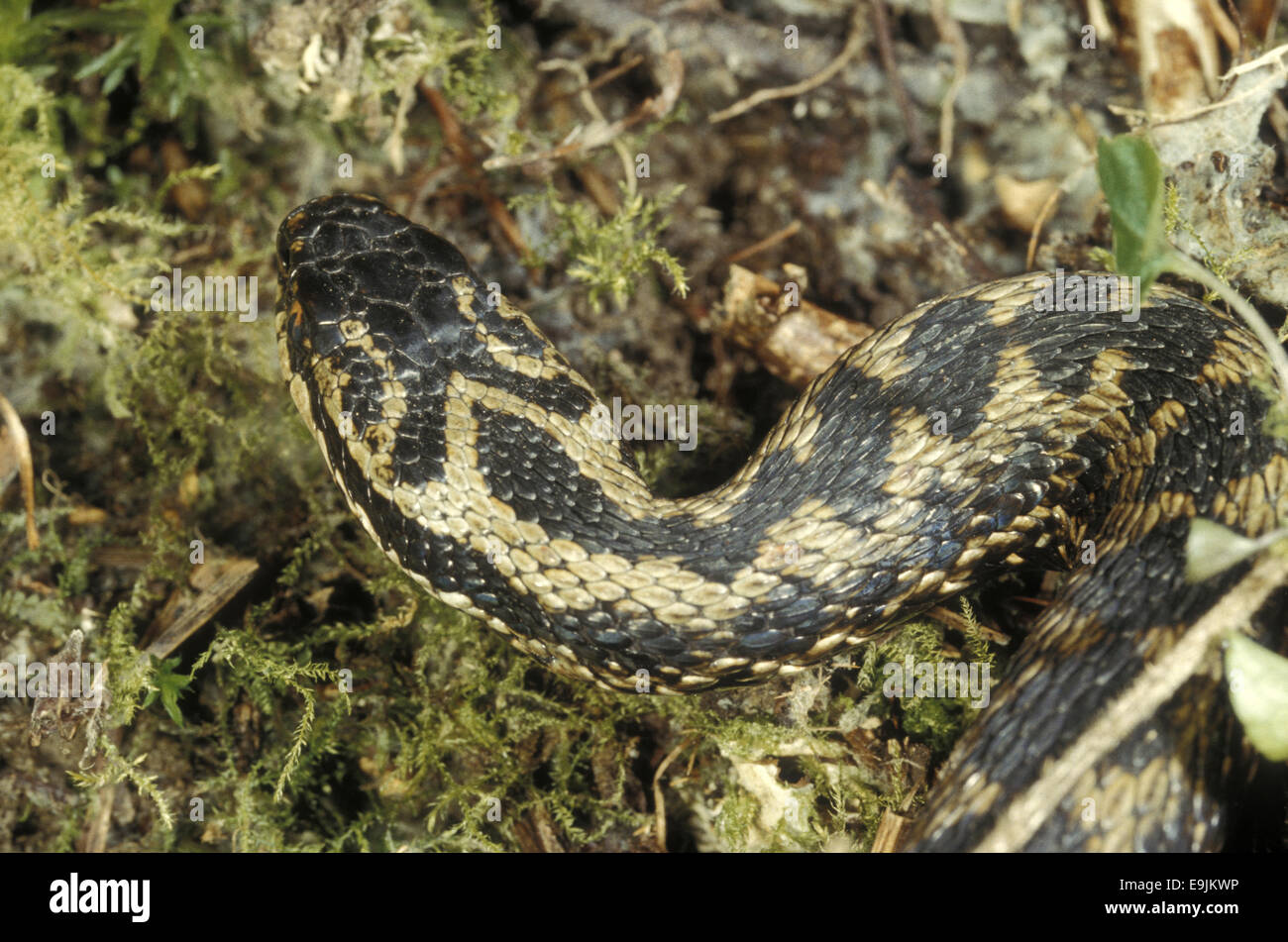 Adder - Vipera berus Stock Photo - Alamy