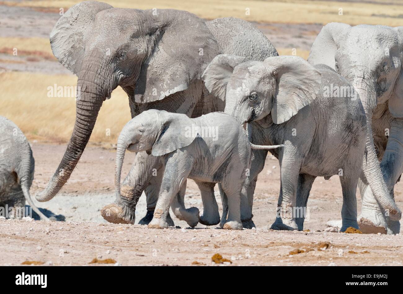 African elephants (Loxodonta africana), herd covered with dried mud ...