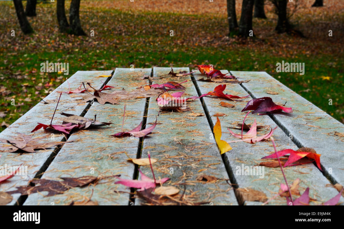 Colourful Autumn leaves scattered on a picnic table in the park ...