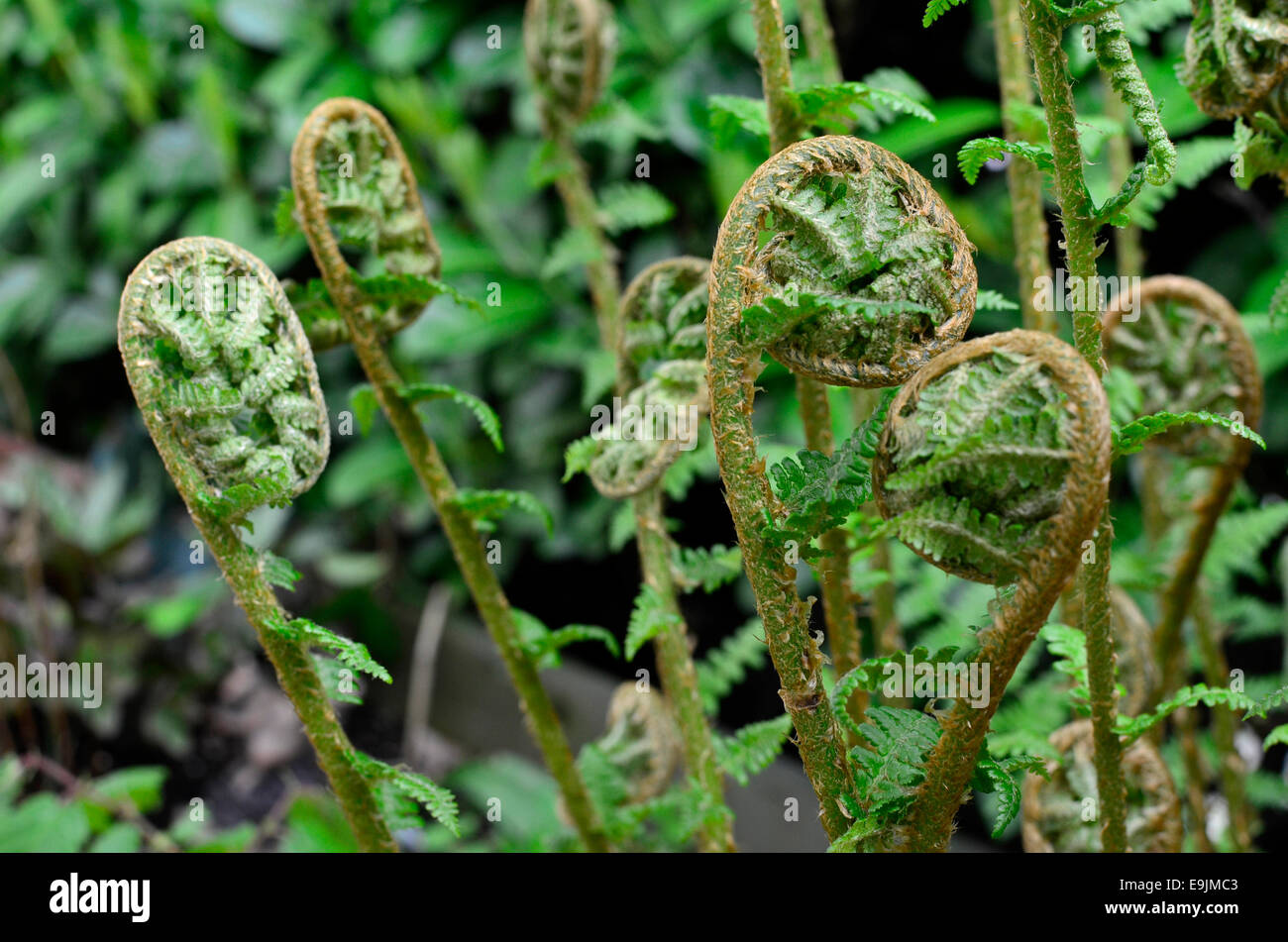 Emerging and unfurling fern fronds in a home garden. In Greater ...