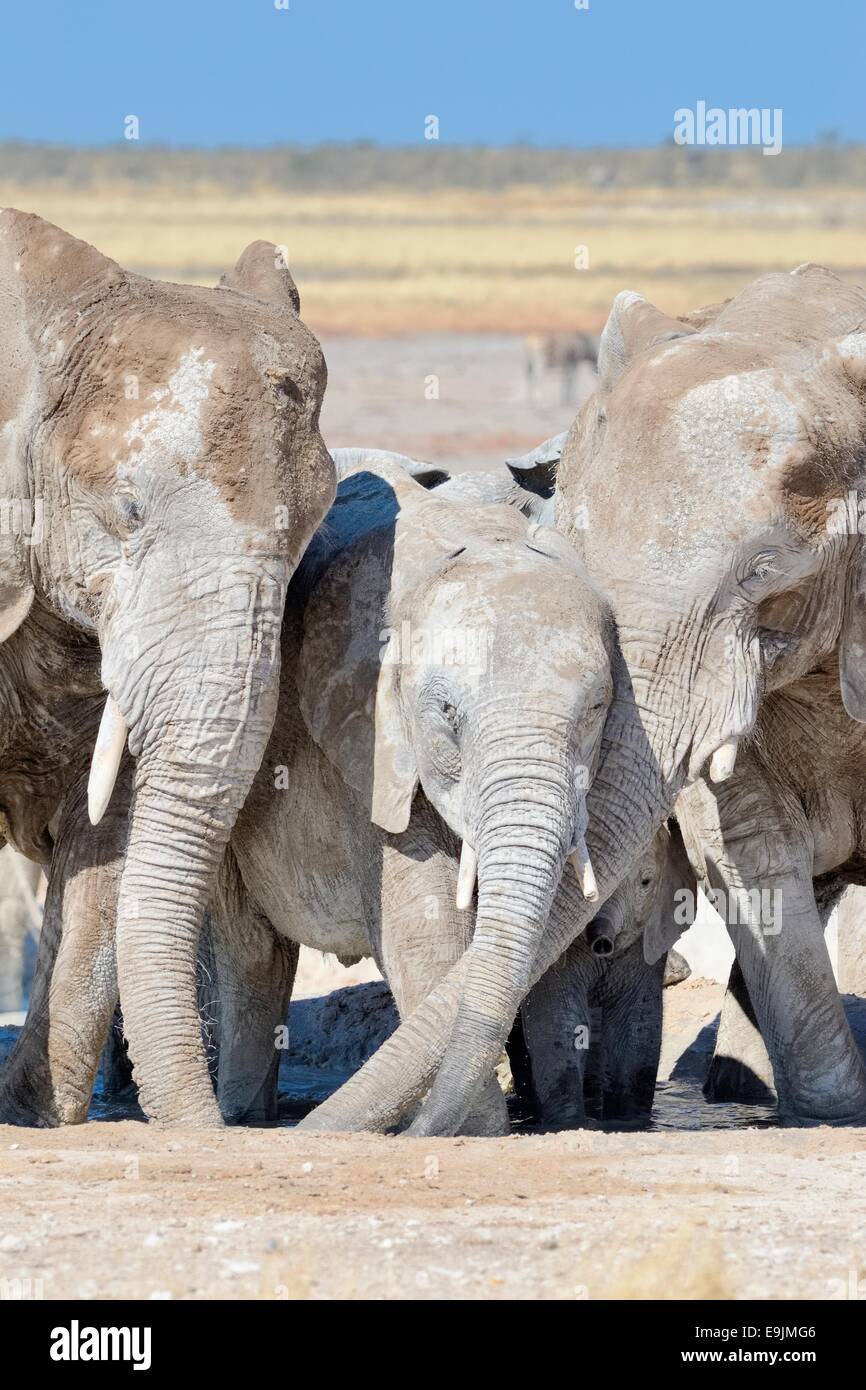 African elephants (Loxodonta africana), covered with dried mud ...