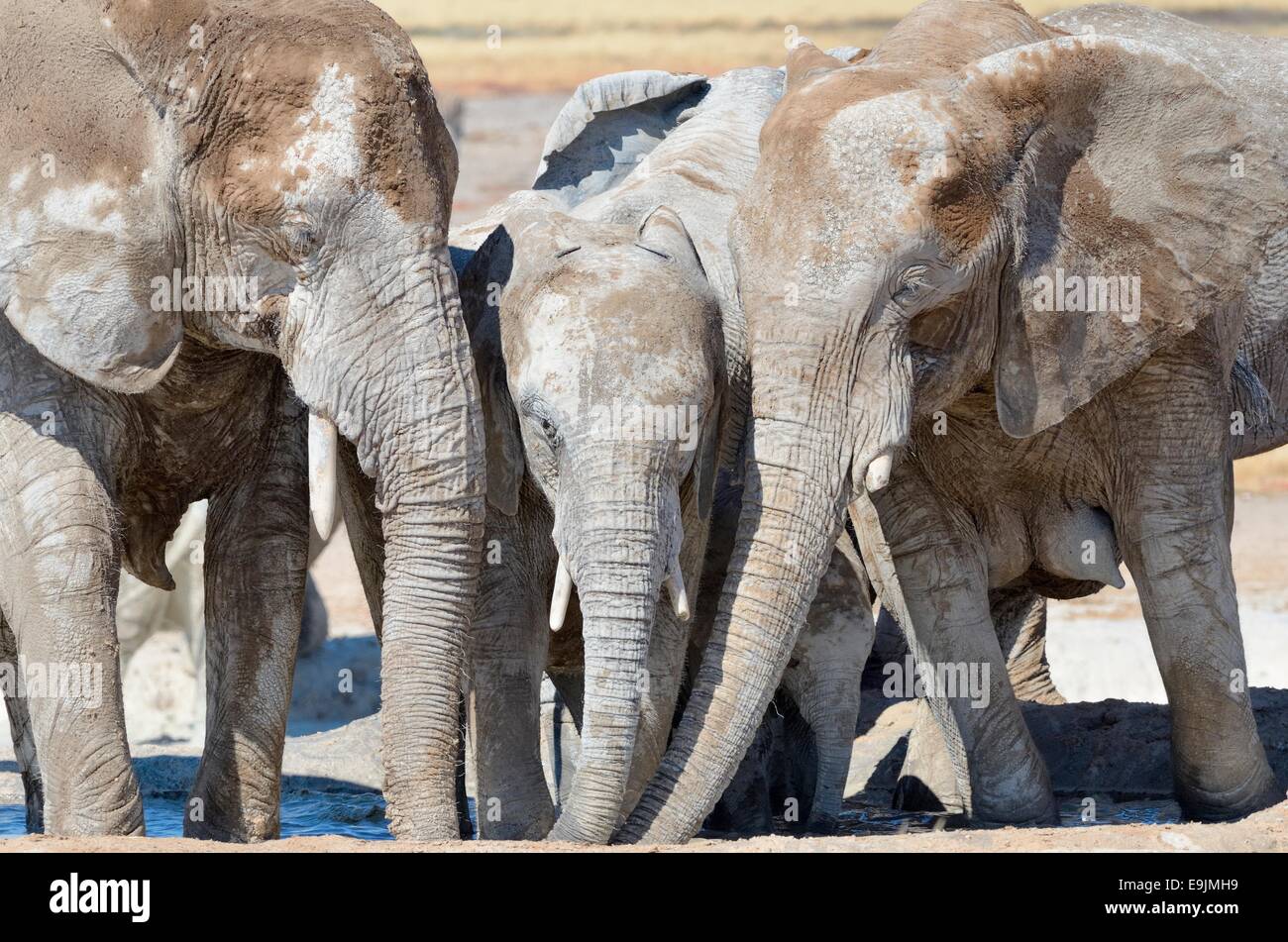 African elephants (Loxodonta africana), covered with dried mud ...