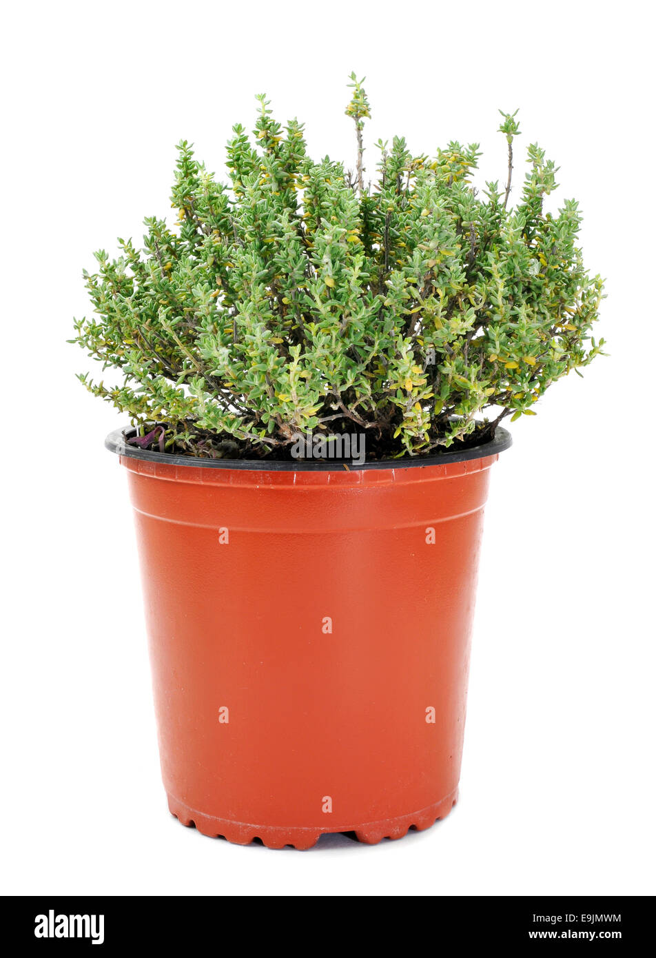 Thyme plant hi-res stock photography and images - Alamy
