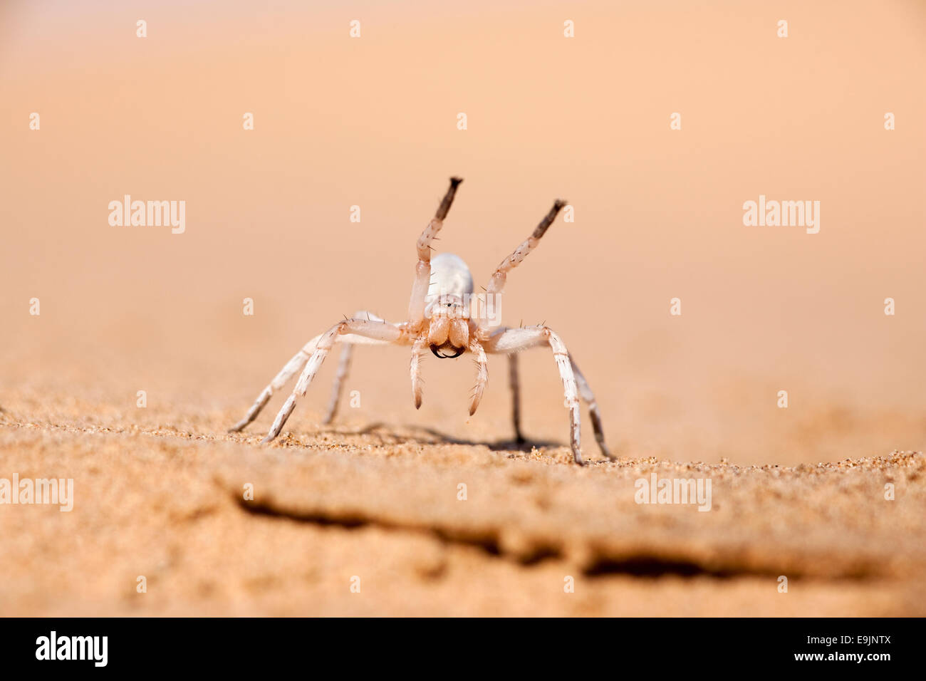 Dancing lady spider hi-res stock photography and images - Alamy