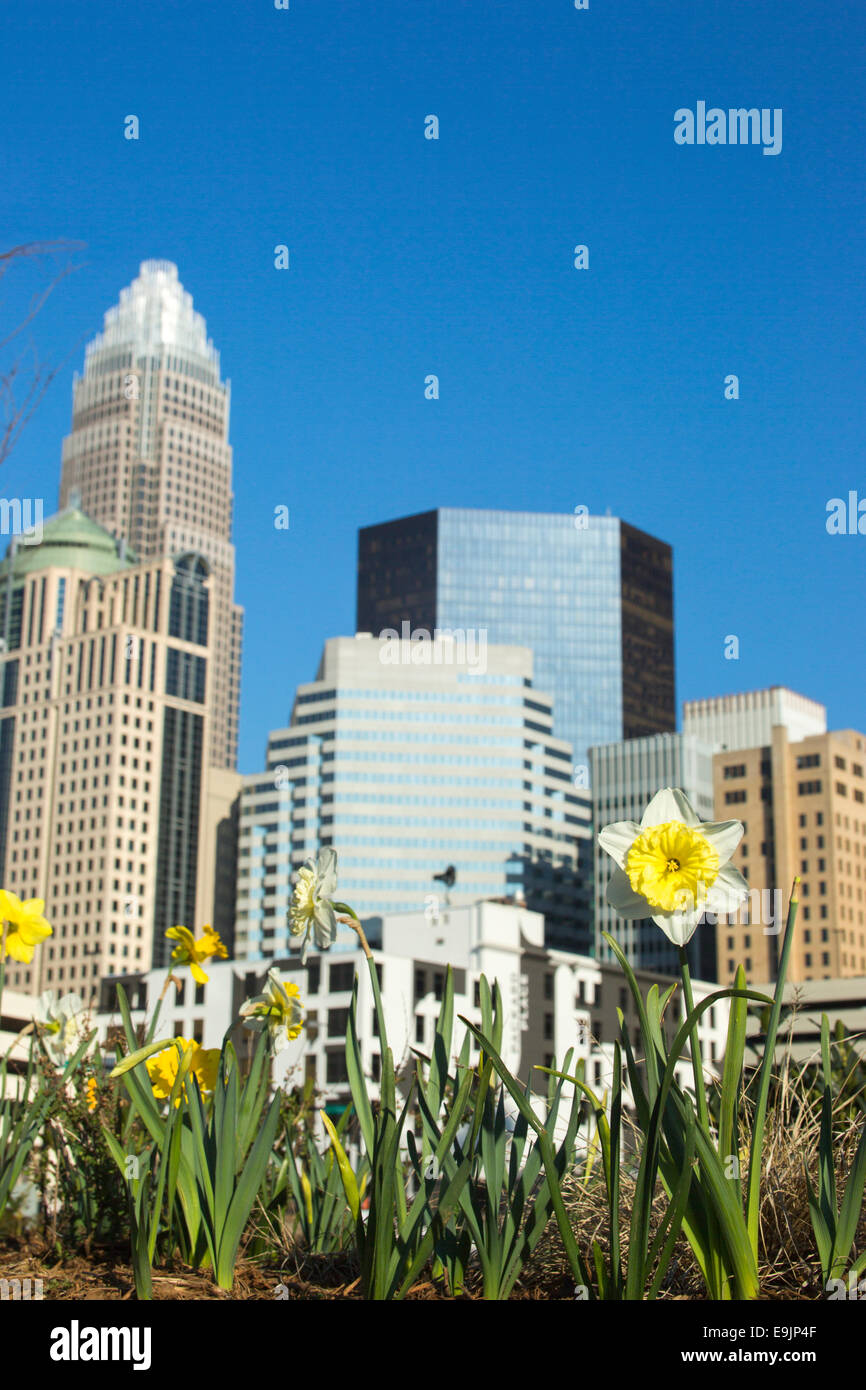SPRINGTIME DAFFODILS SKYLINE DOWNTOWN CHARLOTTE MACKLENBURG COUNTY ...