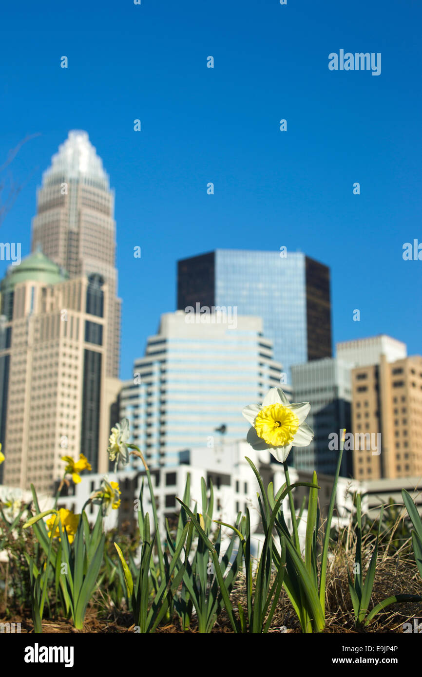 SPRINGTIME DAFFODILS SKYLINE DOWNTOWN CHARLOTTE MACKLENBURG COUNTY ...