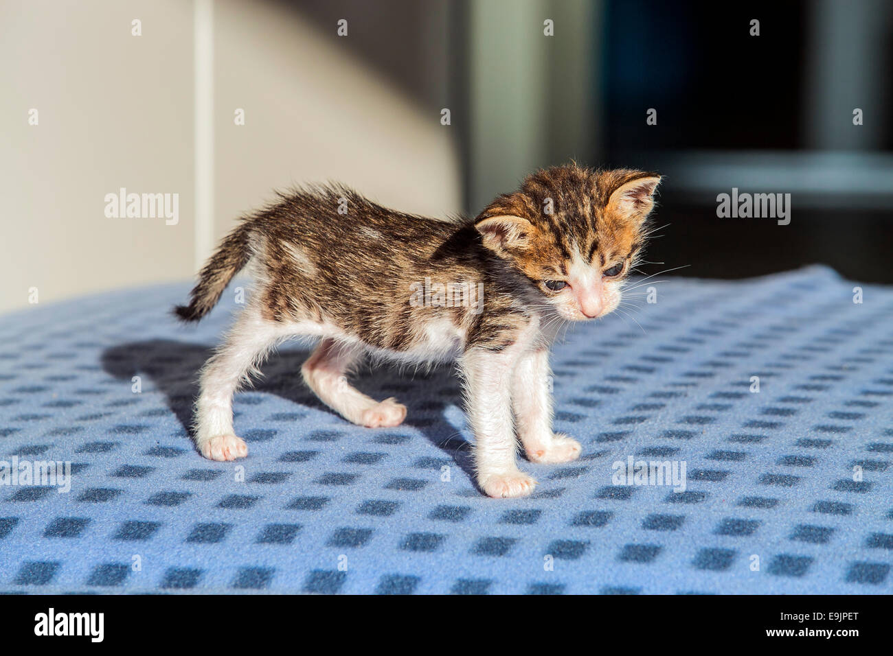 Kitten indoors hi-res stock photography and images - Alamy