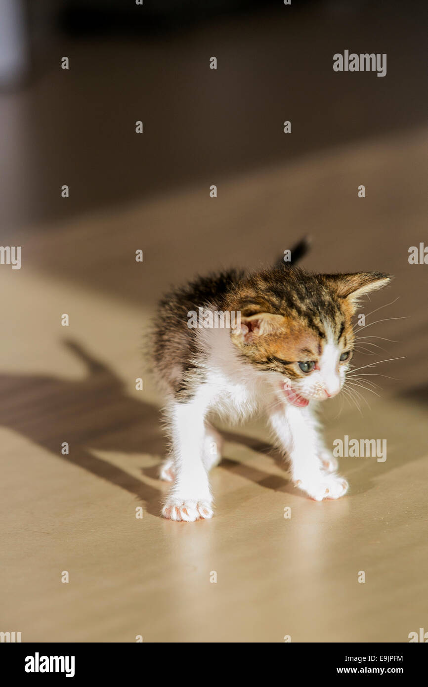Kitten indoor hi-res stock photography and images - Alamy
