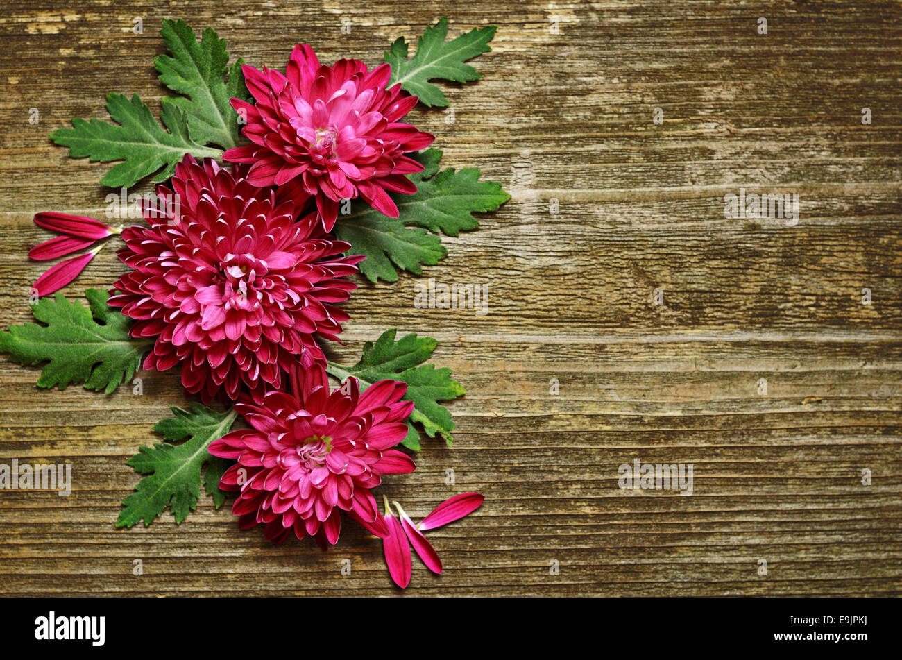 Rough wood aster hi-res stock photography and images - Alamy