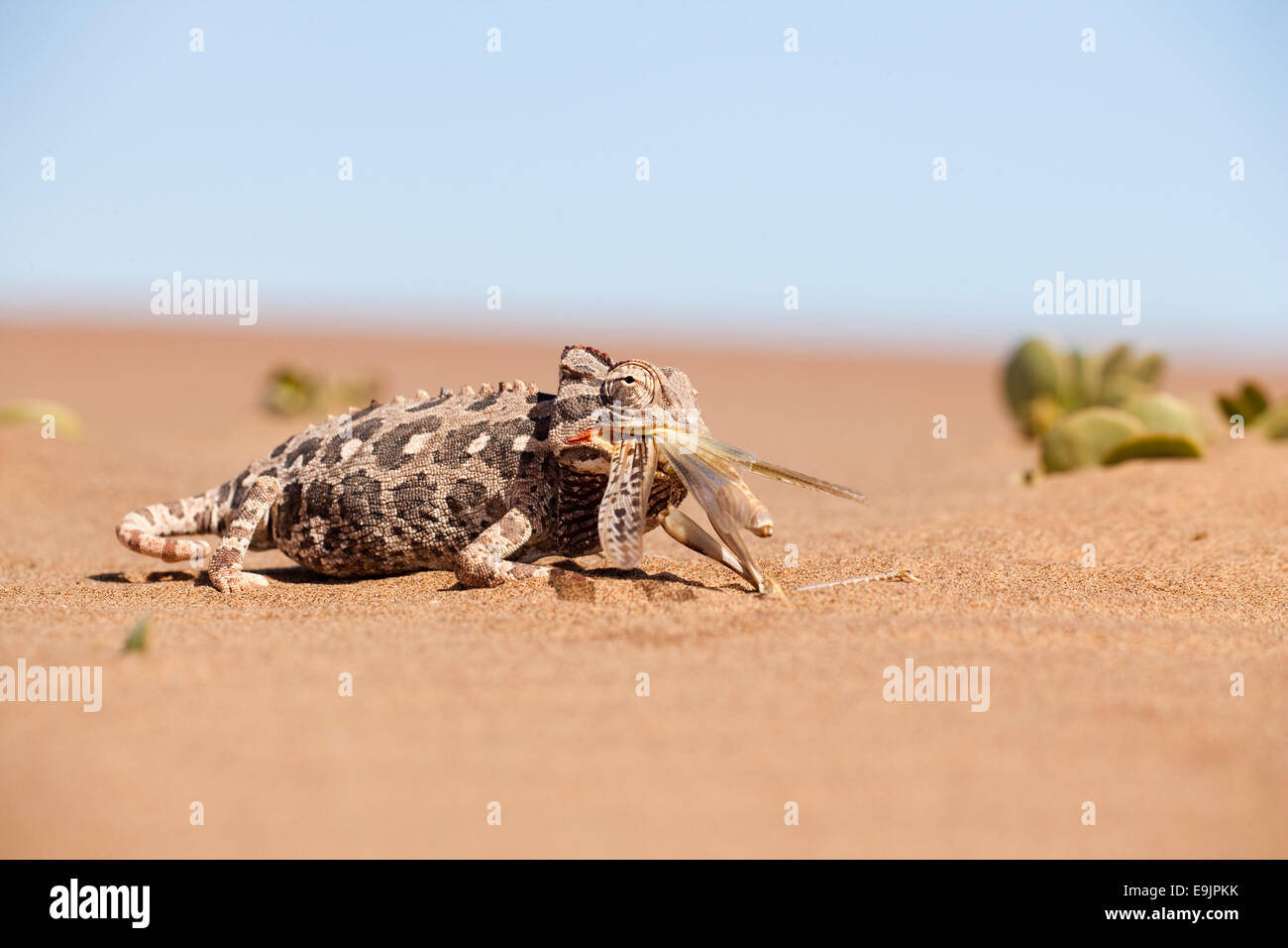 Namaqua chameleon, Chamaeleo namaquensis, eating grasshopper,Namib ...
