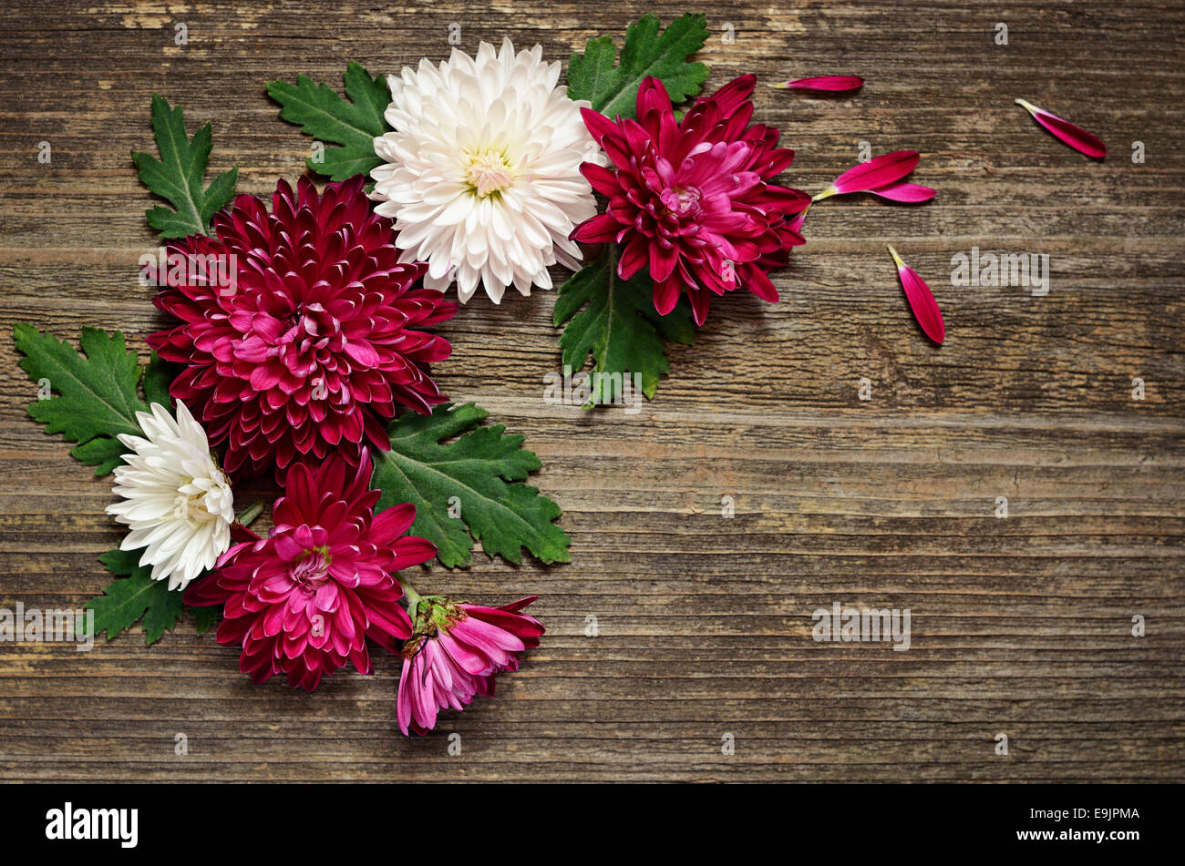 Asters arrangement on old wooden background Stock Photo - Alamy