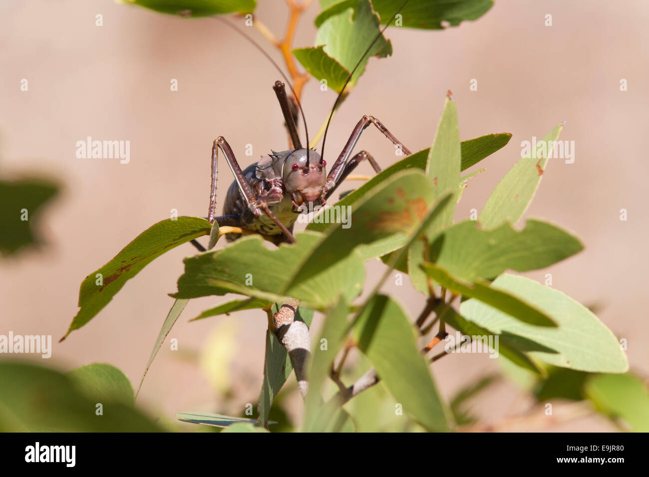 Armoured ground cricket, Acanthoplus discoidalis, Kunene region ...