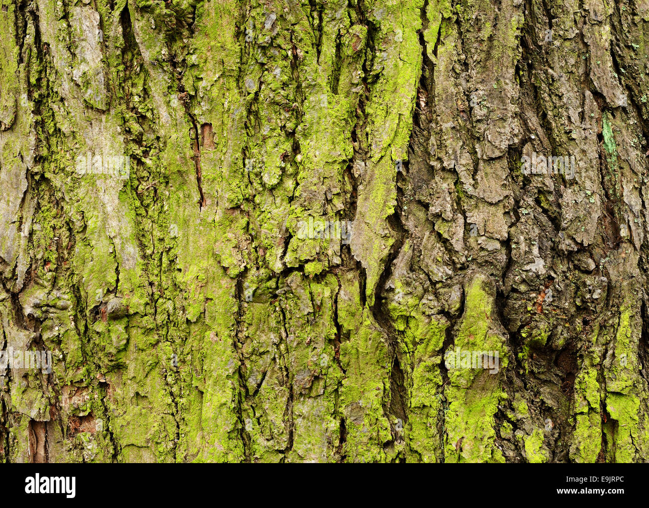 Closeup of green tree bark for background Stock Photo - Alamy