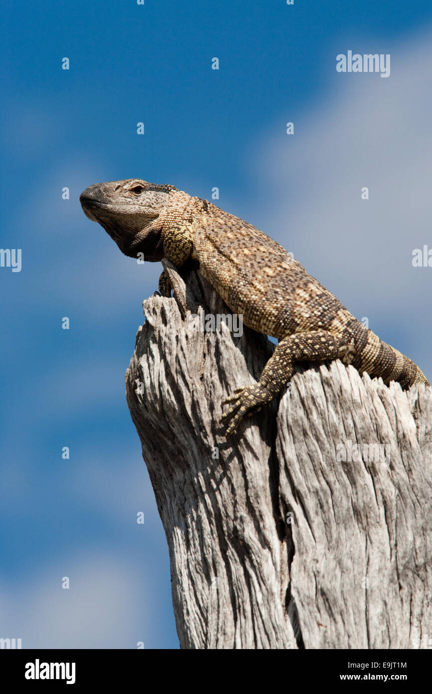 Rock monitor, Varanus albigularis, Etosha national park, Namibia ...