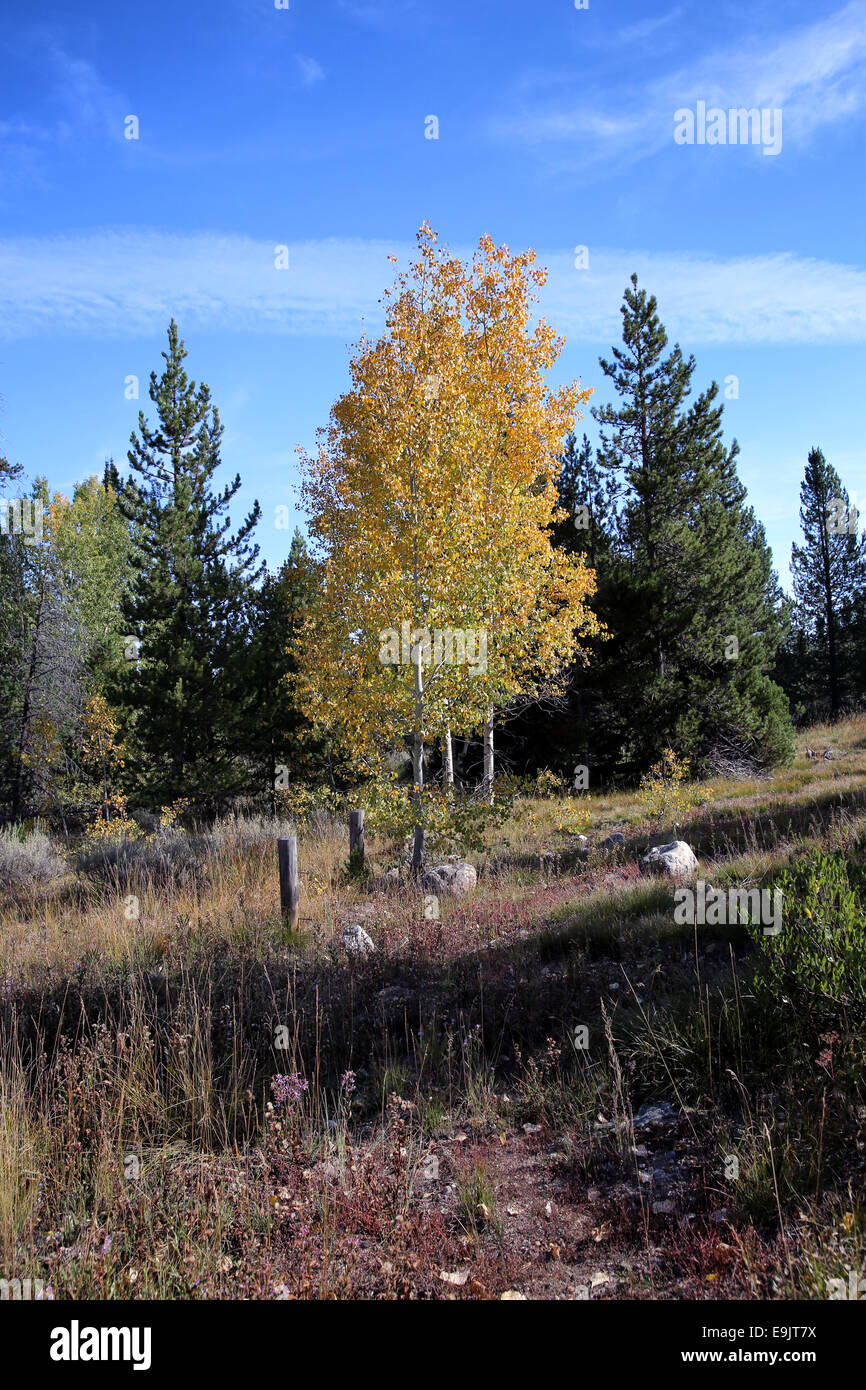 Aspen in fall colors Stock Photo - Alamy