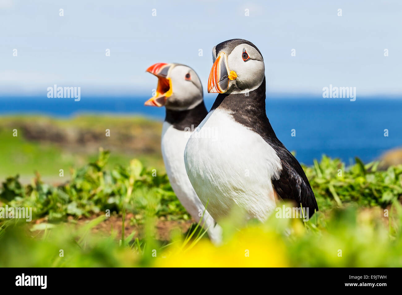 Atlantic puffin (Fratercula arctica) standing outside their burrow ...