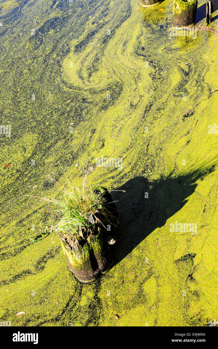 Stagnant Water High Resolution Stock Photography and Images - Alamy