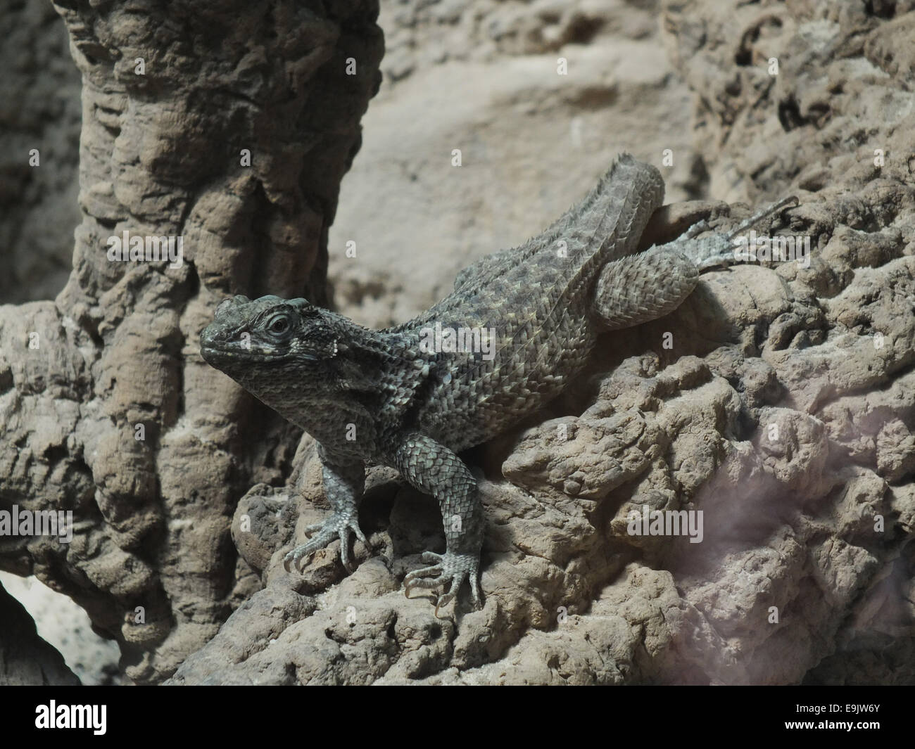Lizard (Varanus albolabis) with young animal Stock Photo - Alamy