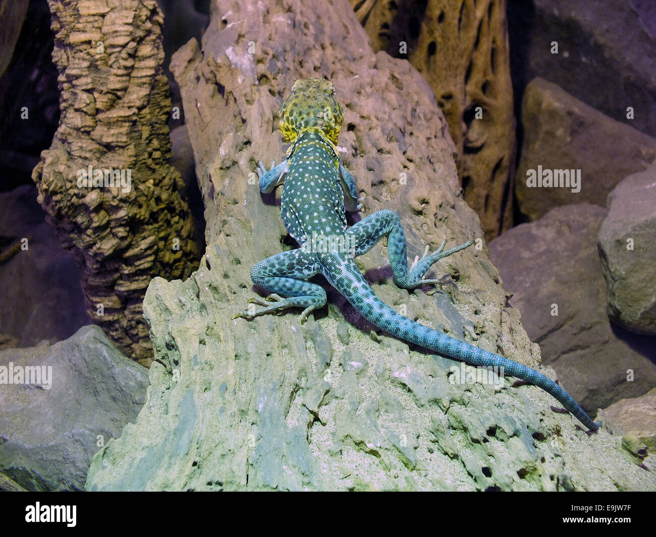 Collared lizard crotaphytus collaris hi-res stock photography and ...