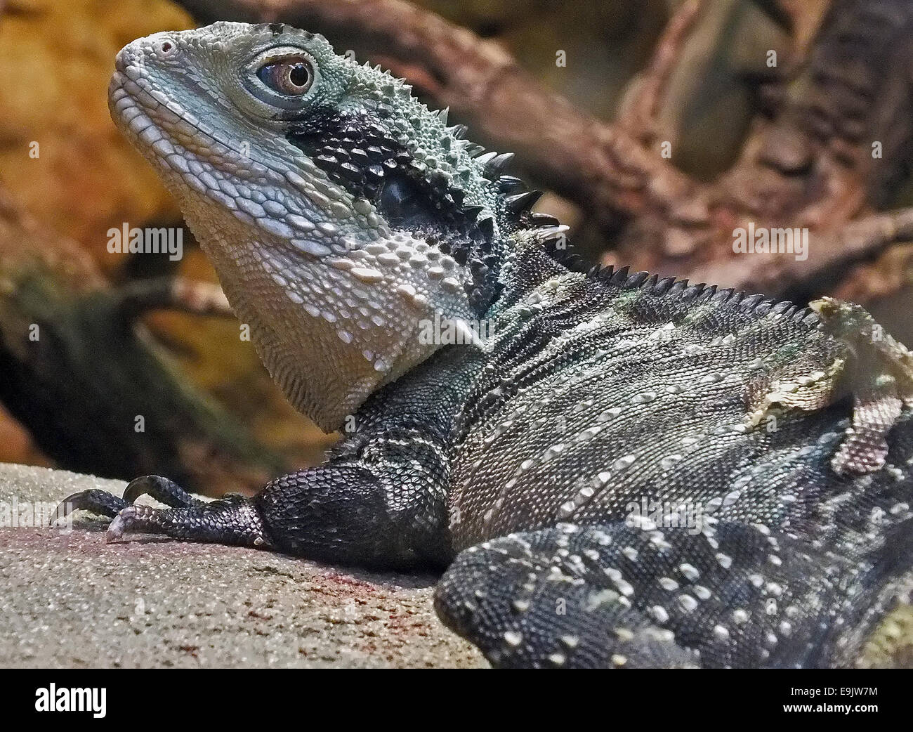 Black iguana (Ctenosaura similis Stock Photo - Alamy