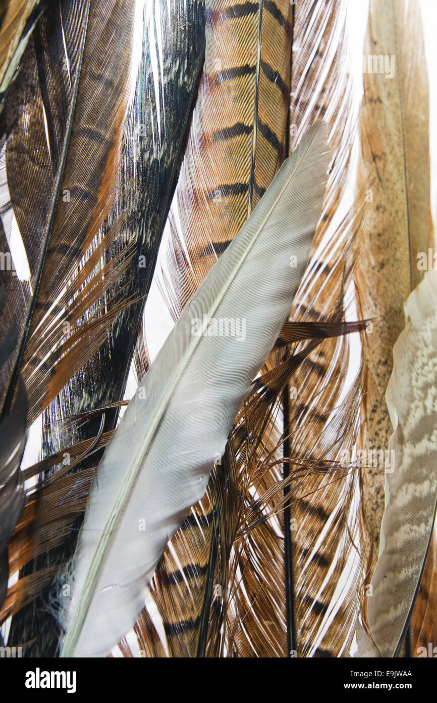Close Up of Natural Feathers from various Birds Stock Photo - Alamy