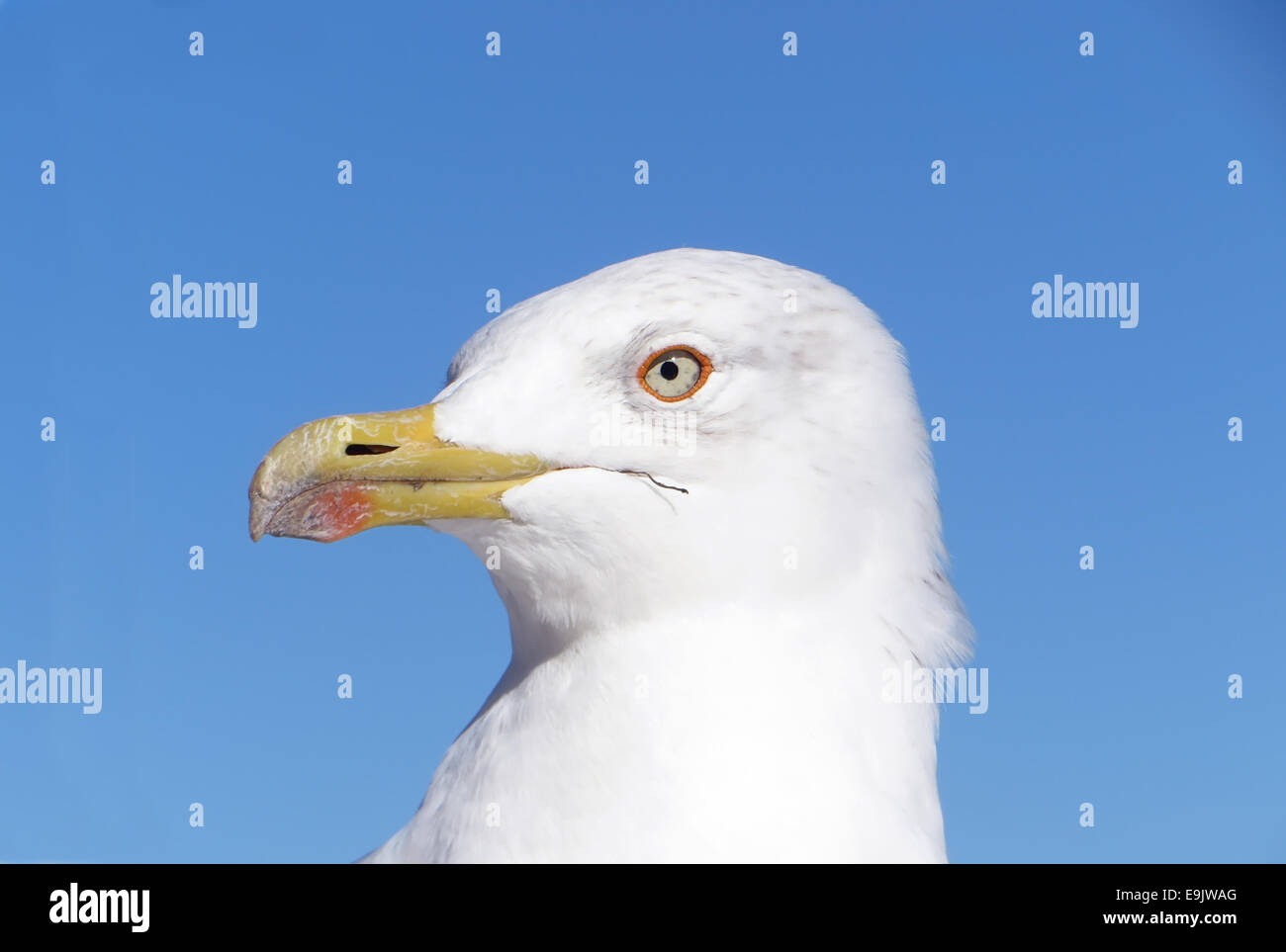 Seagull portrait over blue sky background Stock Photo - Alamy