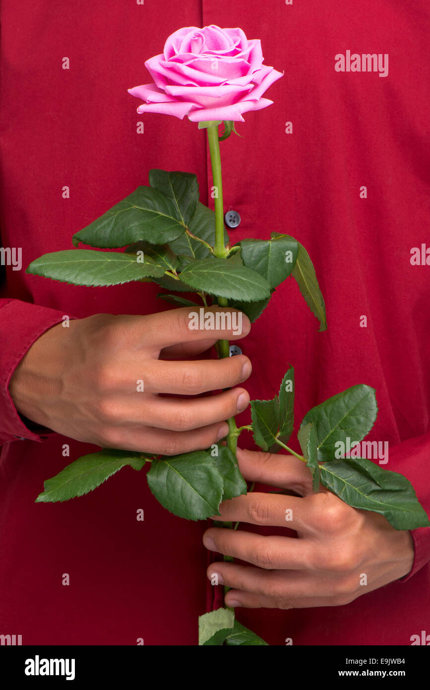 Male hands holding rose Stock Photo - Alamy