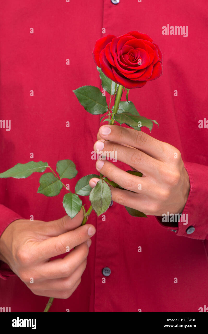 Male hands holding rose Stock Photo - Alamy