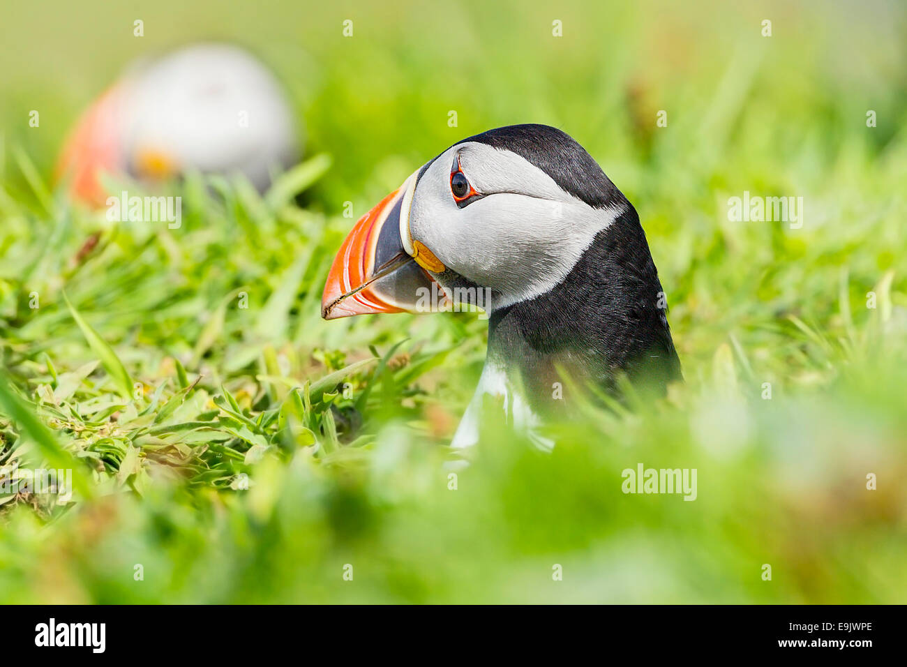 Atlantic puffin (Fratercula arctica) in its burrow Stock Photo - Alamy