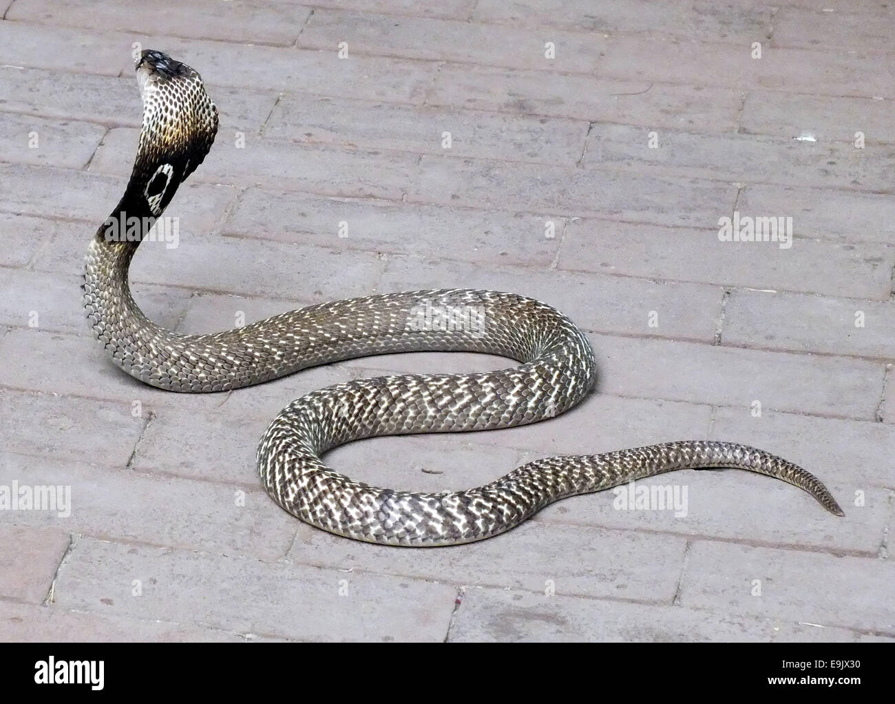 Indian cobra (Naja naja Stock Photo - Alamy