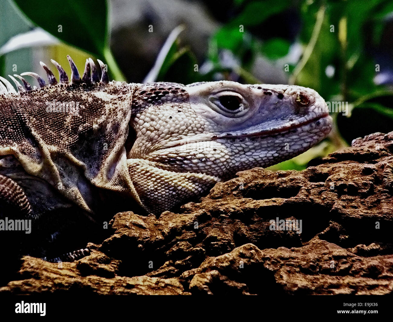 Guatemalan spinytail iguana (Ctenosaura palearis Stock Photo - Alamy